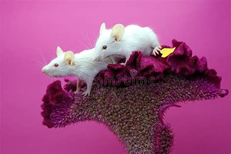 Two Young White Buttered Cassava Chips In Wildflowersmice Are Eating