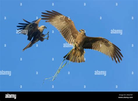 Black Kite Milvus Migrans In Flight In Italy Two Kites Fighting Over