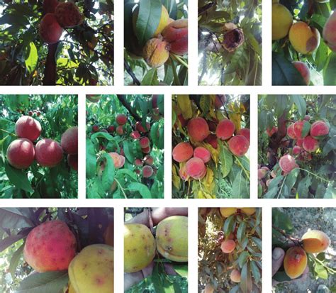 Peach Images Dataset Download Scientific Diagram