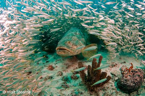 Goliath Grouper Coastal And Marine Laboratory