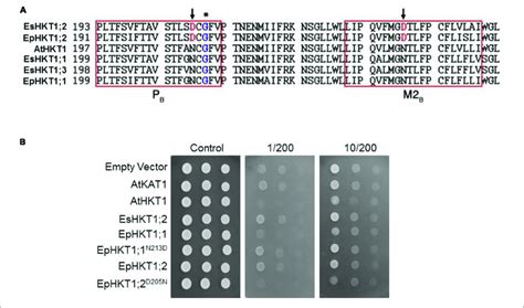 Presence Of Asp D Or Asn N In The Second Pore Loop Region Confers