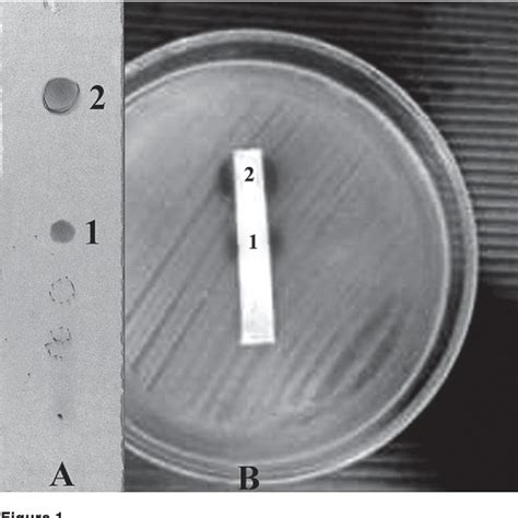 Figure 1 From Thin Layer Chromatography—contact Bioautography As A Tool