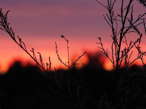 Premium Photo A Sunset With A Tree Branch In The Foreground
