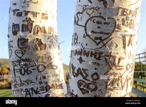 Tree Written Love Heart Shape Notes Tree Close Up Stock Photo Alamy