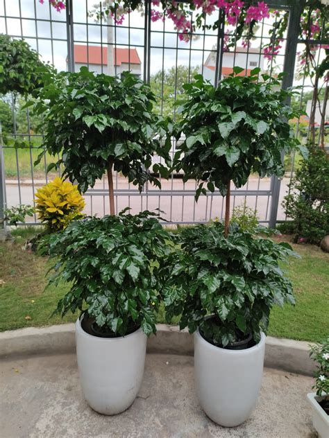 Suzin Garden Suzin Garden Added A New Photo — In Phường