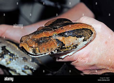 Burmese Python Indian Python Python Molurus Python Molurus Molurus