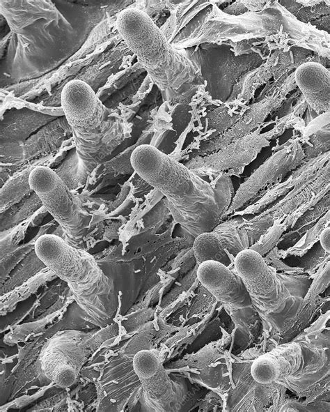 Radish Seed Root Hairs Raphanus Sativus Sem Stock Image C037 0537 Science Photo Library