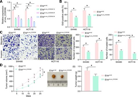 Suppression Of Circccdc66 In M2 Evs Blocks Crc Cell Development A Download Scientific