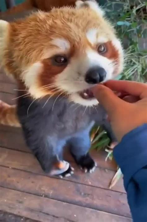 Red Panda Snack Time Album On Imgur