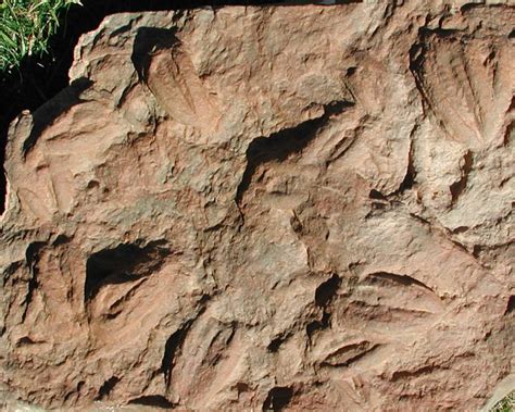 Rusophycus Resting Trace Rusophycus Resting Trace