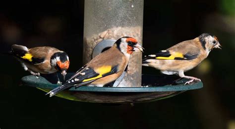 The {rms} Validate Function Random Effect