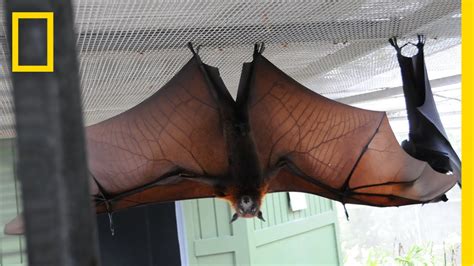 Bat Hanging Upside Down Wings Open