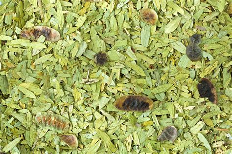 Senna Tea Benefits Side Effects And Recipe Chinese Teas 101