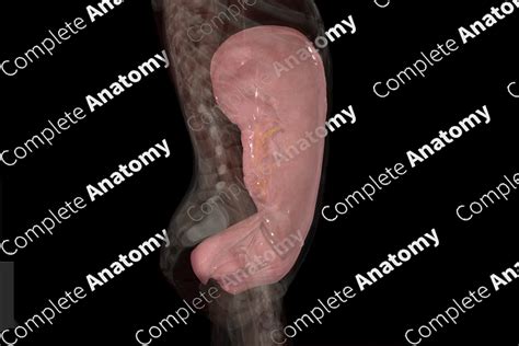 Parietal Peritoneum Complete Anatomy