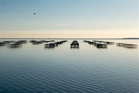 microencapsulated algal feeds as a sustainable replacement diet for