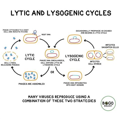 Lytic Vs Lysogenic Cycles Di 2024 Pendidikan