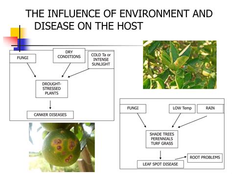 Forecasting Of Pest And Diseases Based On Weather Ppt Agriculture