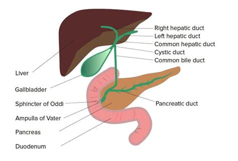 Ampullary Cancer Symptoms Cancerwalls