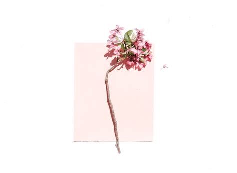 Kostenloses Foto Zum Thema Ast Baum Blatt