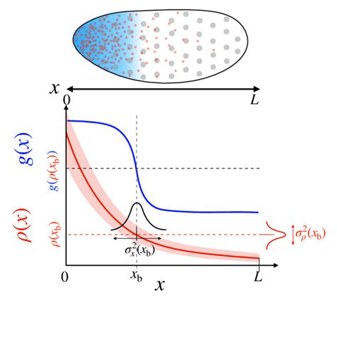 Positional Information Transfer By The Morphogen Gradient Top The
