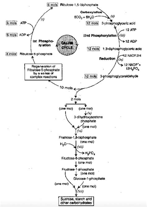 Calvin Cycle Diagram