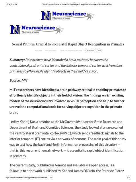 neural pathway crucial to successful rapid object recognition in