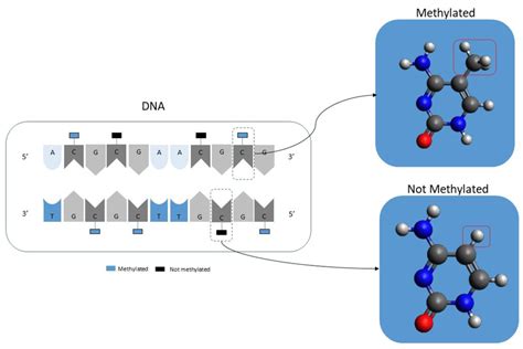 Illustration Showing The Concept Of Dna Methylation Download Scientific Diagram