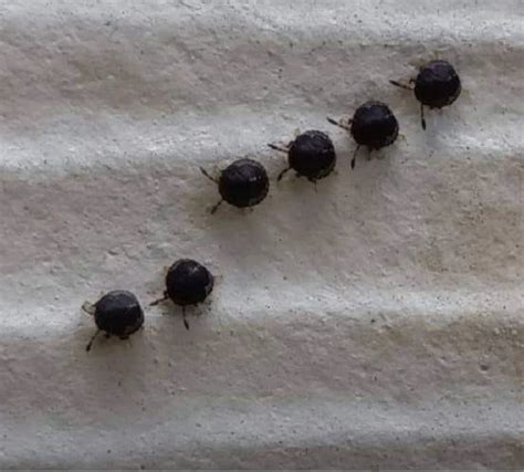 Do Not Touch These Mysterious ‘blueberries In Your Garden They Are