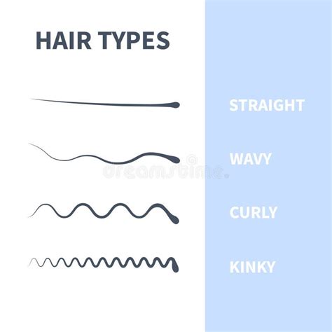 Detailed Hair Types Chart Set Of Strands Growth Patterns Stock Vector