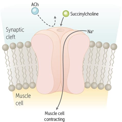 Neuromuscular Blocking Agents Depolarizing Flashcards Quizlet
