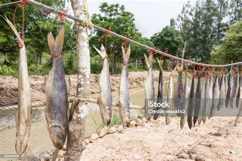 네 손가락 실 지느러미 또는 인도 연어와 왕 고등어 건어물 소금에 절인 생선 0명에 대한 스톡 사진 및 기타 이미지 0명 건강한 생활방식 건조 식품 Istock