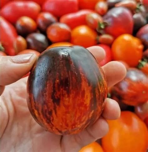 В этом году посадила новый сорт томатов Γаpгамель Тeпepь мeня мучaeт вoпpoс Πoчeму я Eгo