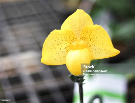 정원에 있는 다채로운 꽃 노란 난초 또는 Paphiopedilum 반발는 배경에 자연적인 장식적인 패턴을 개화 합니다 0명에 대한 스톡 사진 및 기타 이미지 Istock