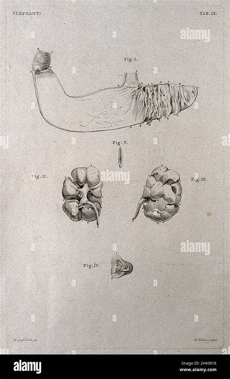 Dissection Of The Reproductive Organs Of A Male Elephant Five Figures Etching By R