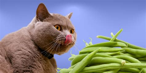 Can Cats Eat Tomatoes The Dos And Donts