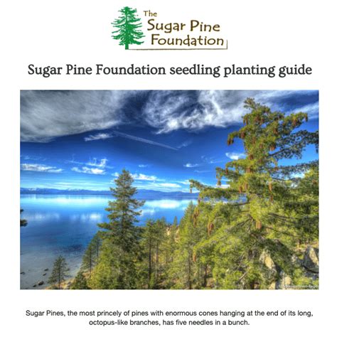 Plant Your Own Start Your Reforestation Journey — Sugar Pine Foundation