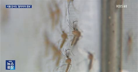서울서 2번째 ‘말라리아 경보…도심 확산 비상