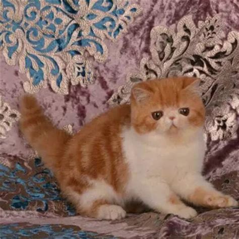 家养赛级异国短毛猫纯种宠物猫幼猫活体加菲猫活体宠物纯种猫咪q 虎窝淘