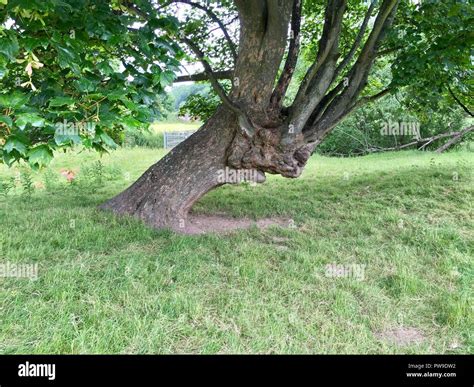 Eerie Tree Profile That Looks Goblin Like Gazing Into The Ground As If