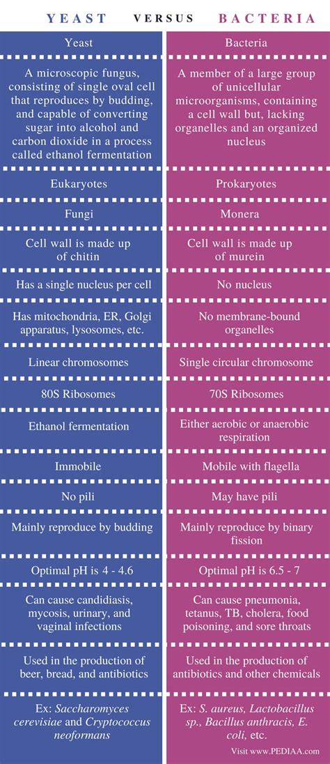 Difference Between Yeast And Bacteria Pediaa Com