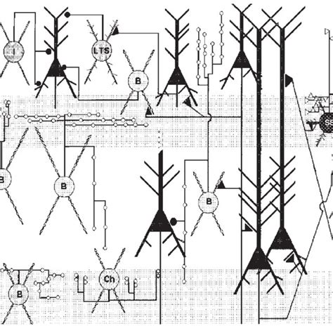 Summary Of The Synaptic Connections Known To Exist In Neocortex After