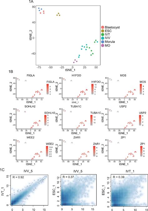 Global Rna Analysis Of Ivv And Ivt Oocytes A The T Sne Of Morula Download Scientific