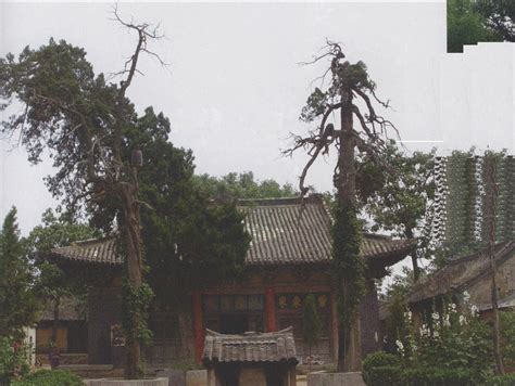 王乔洞古柏 河南古树名木 图片