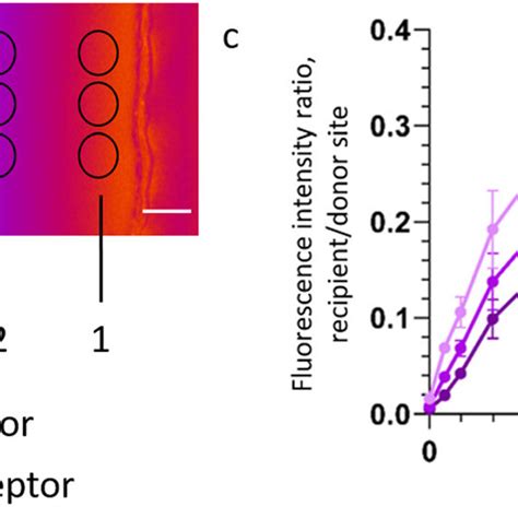 Gradient Generation Analyzed Using Dextran Diffusion In The Rooc Download Scientific Diagram