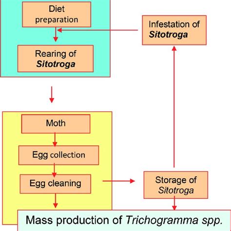 Example Of A Randomized Complete Block Design With Three Blocks And Download Scientific