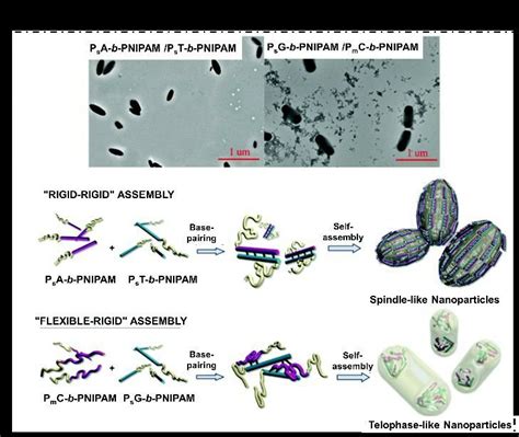 A Structures Of Polymers Containing Nucleobases B Morphologies Download Scientific Diagram