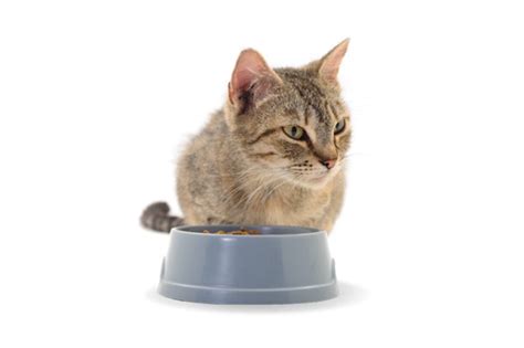 Smectite Chat Efficacité Et Risques De Ce Soutien Digestif