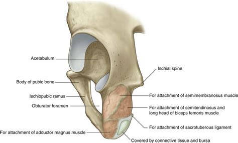 Lower Limb Basicmedical Key