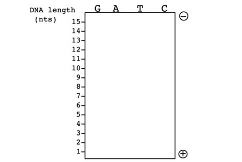 Solved The Primer Shown Below Is Used To Sequence The Chegg