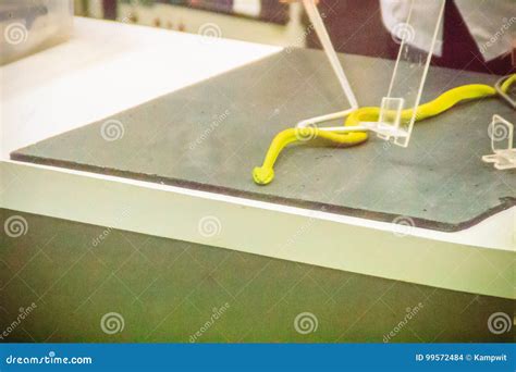 Using Snake Catching Tool To Catch The Green Pit Viper Snake For Stock Photo Image Of